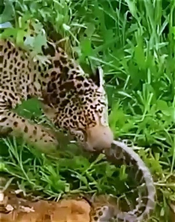 Tigers attack snake - video Dailymotion