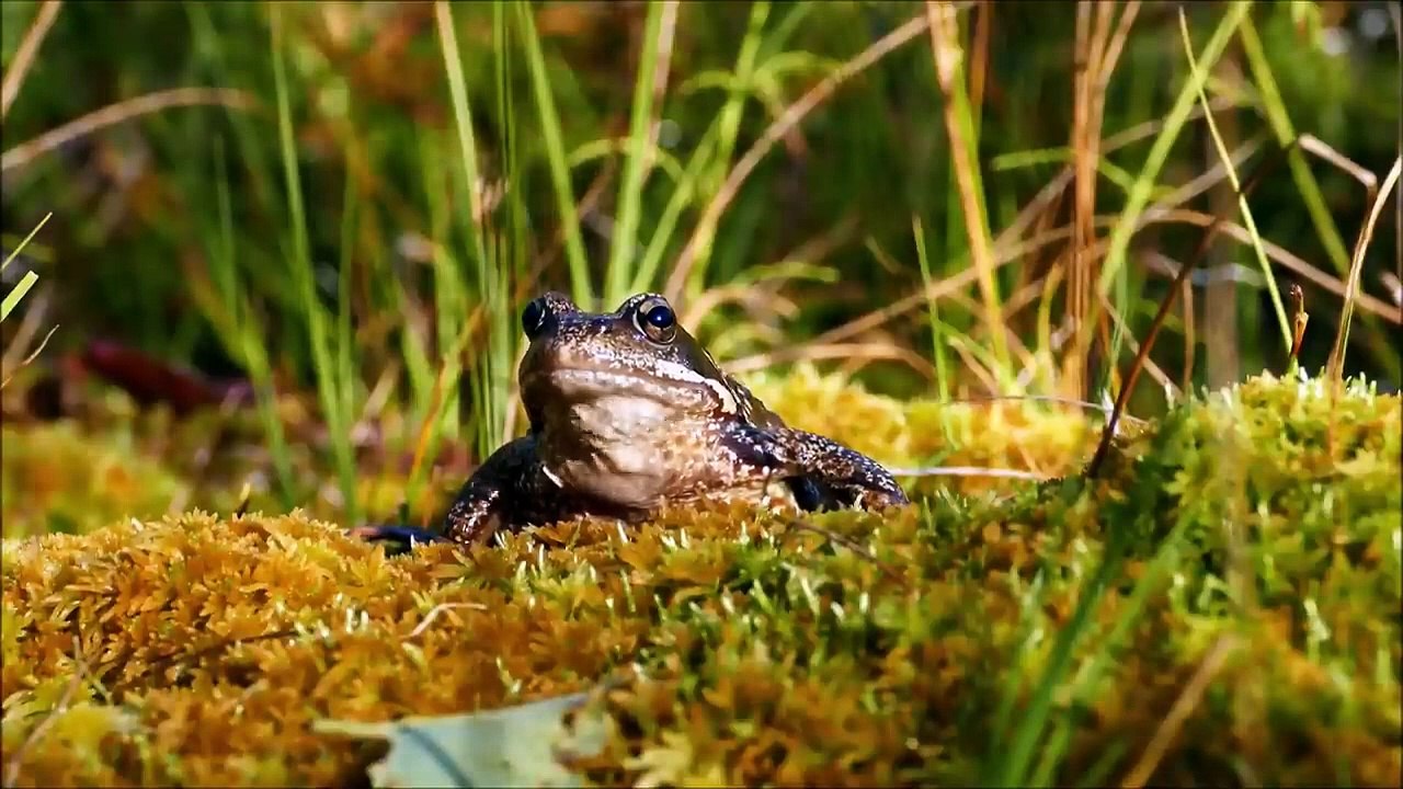 All About Frogs for Kids - Facts About Frogs and Toads for Children ...