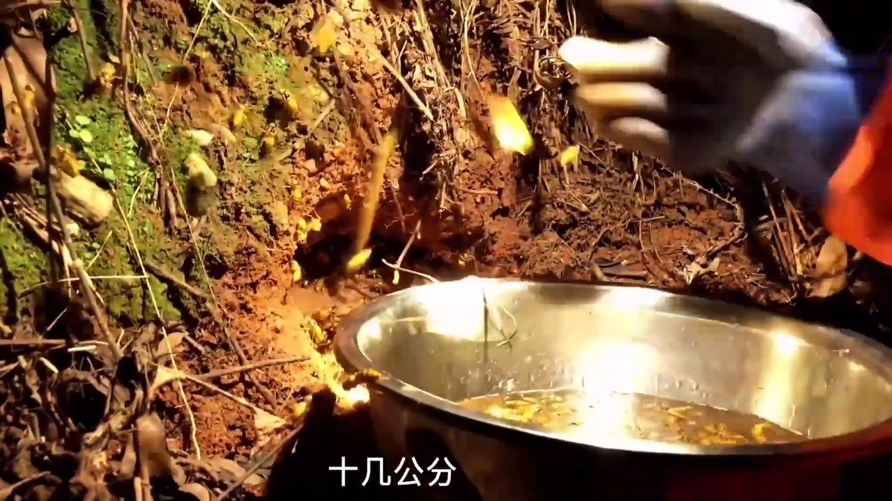 YELLOW JACKET SWARM,VESPAS MANDARINIA,GIANT MURDER HORNET NEST REMOVAL ...