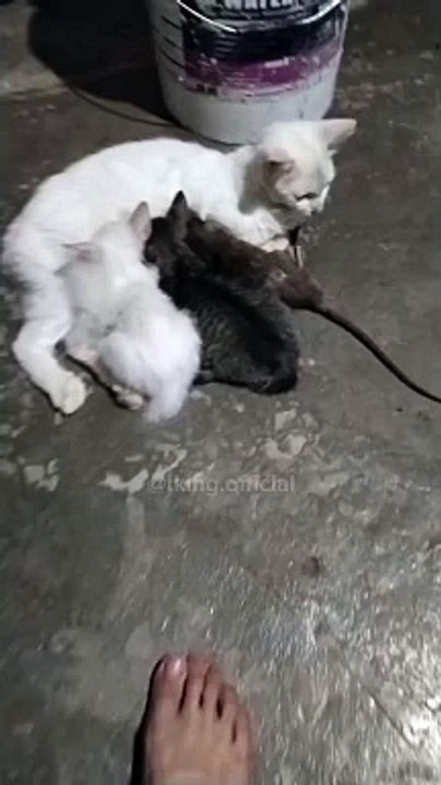 Atrapadaaa... - video Dailymotion