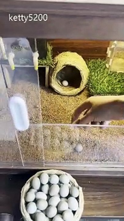 Luding Chicken and Rabbit's Home - video Dailymotion