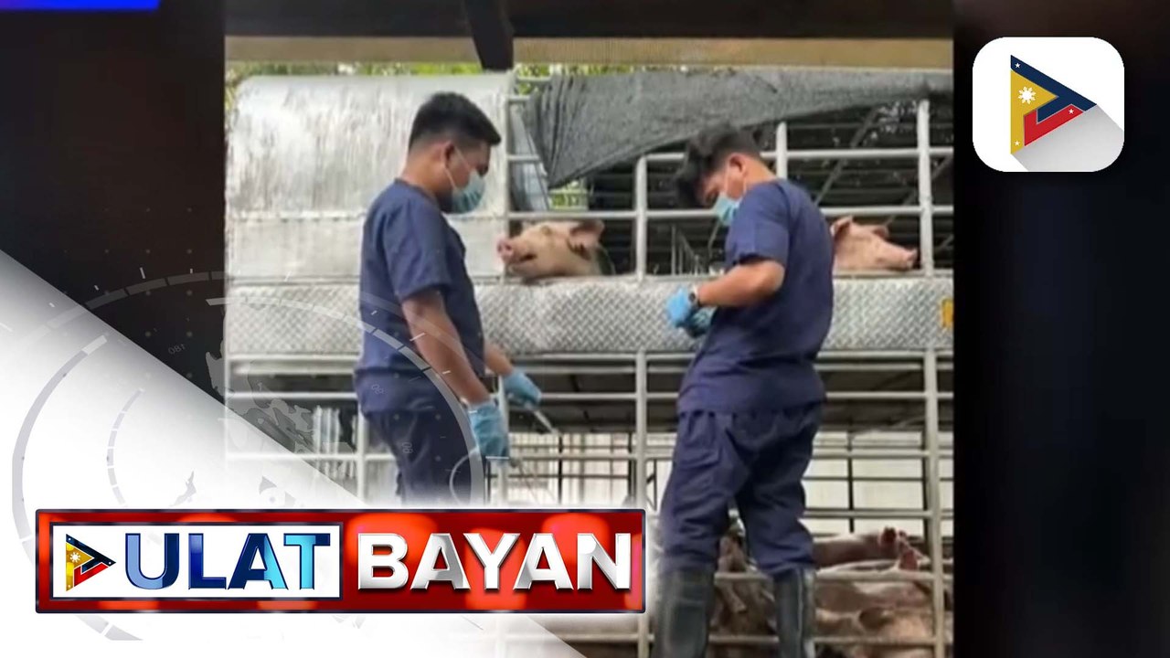 Pagbabakuna sa ilang lugar na apektado ng ASF, sisimulan ng D.A. sa ...