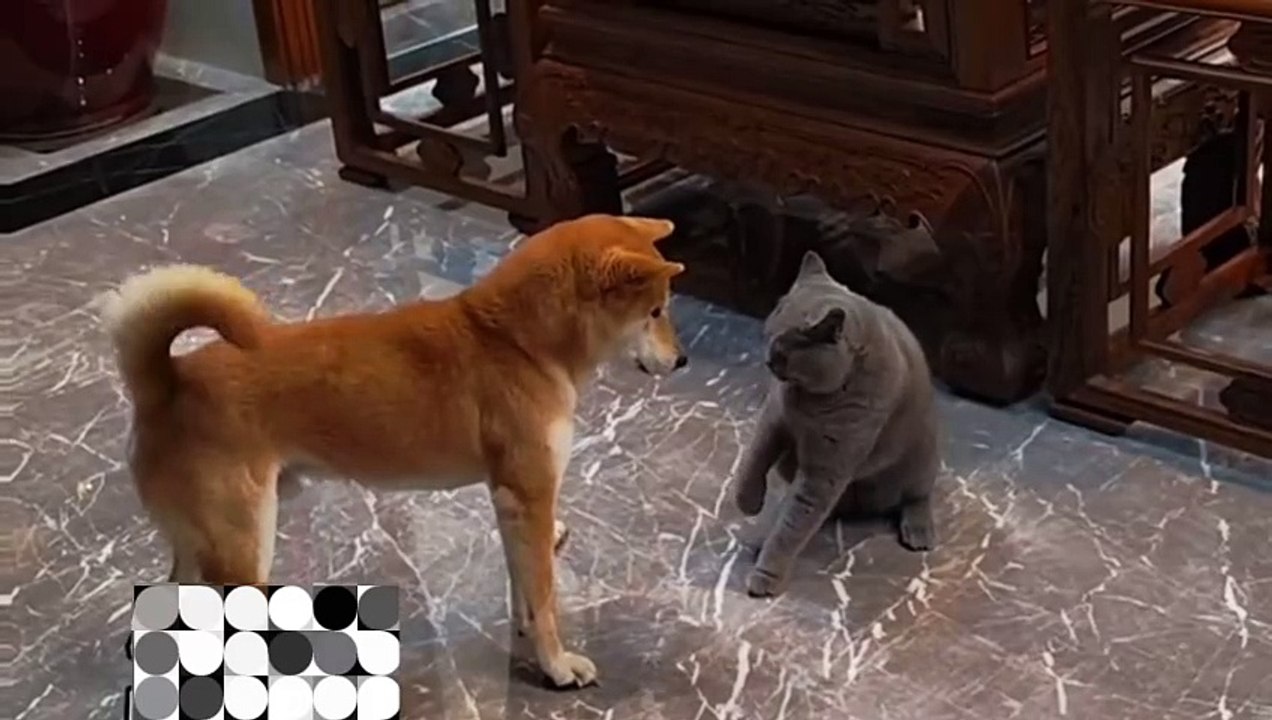 Cat&dog training - video Dailymotion