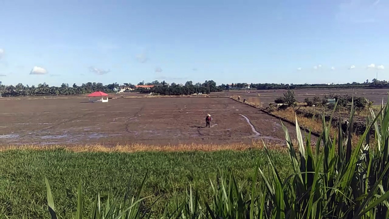 Sow rice variety by machine - Semer des variétés de riz à la machine ...
