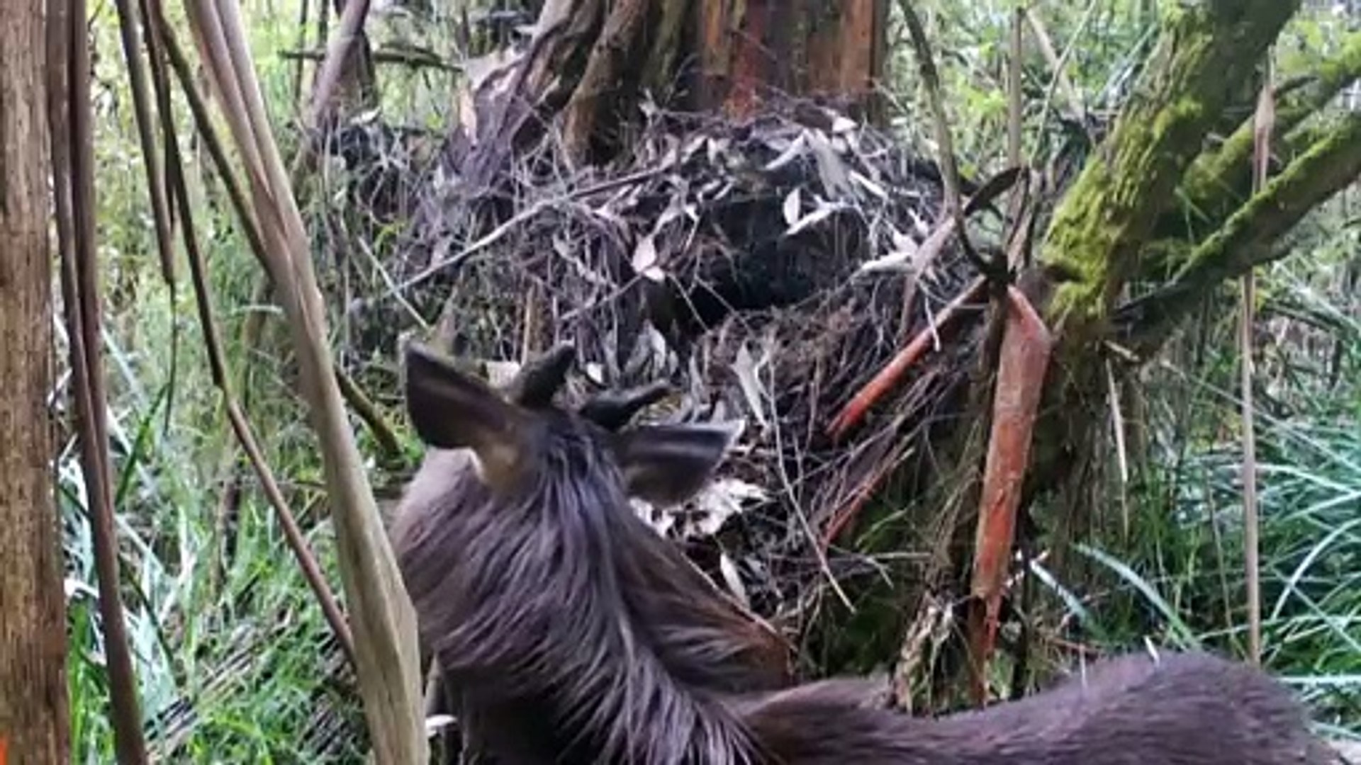 Deer are 'protected wildlife' in Victoria. These hunters want it to ...
