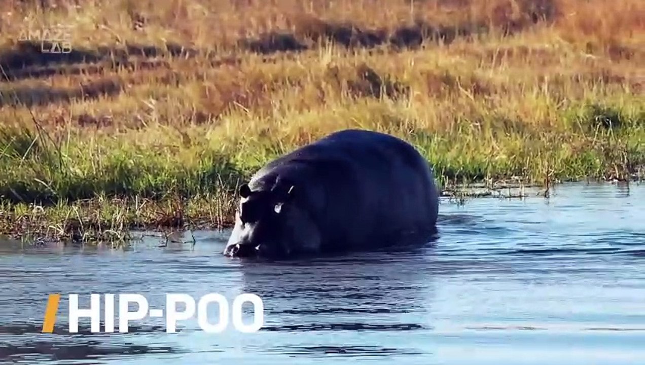 Why Do Hippos Spray Their Poo Around? - video Dailymotion