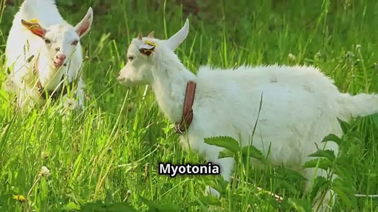 "The Fascinating World of Fainting Goats" - video Dailymotion