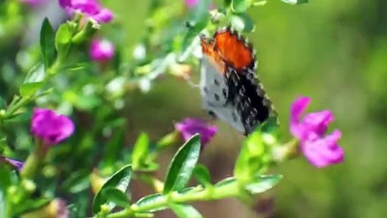 Morning Magic Colorful Butterfly Collecting Nectar - video Dailymotion