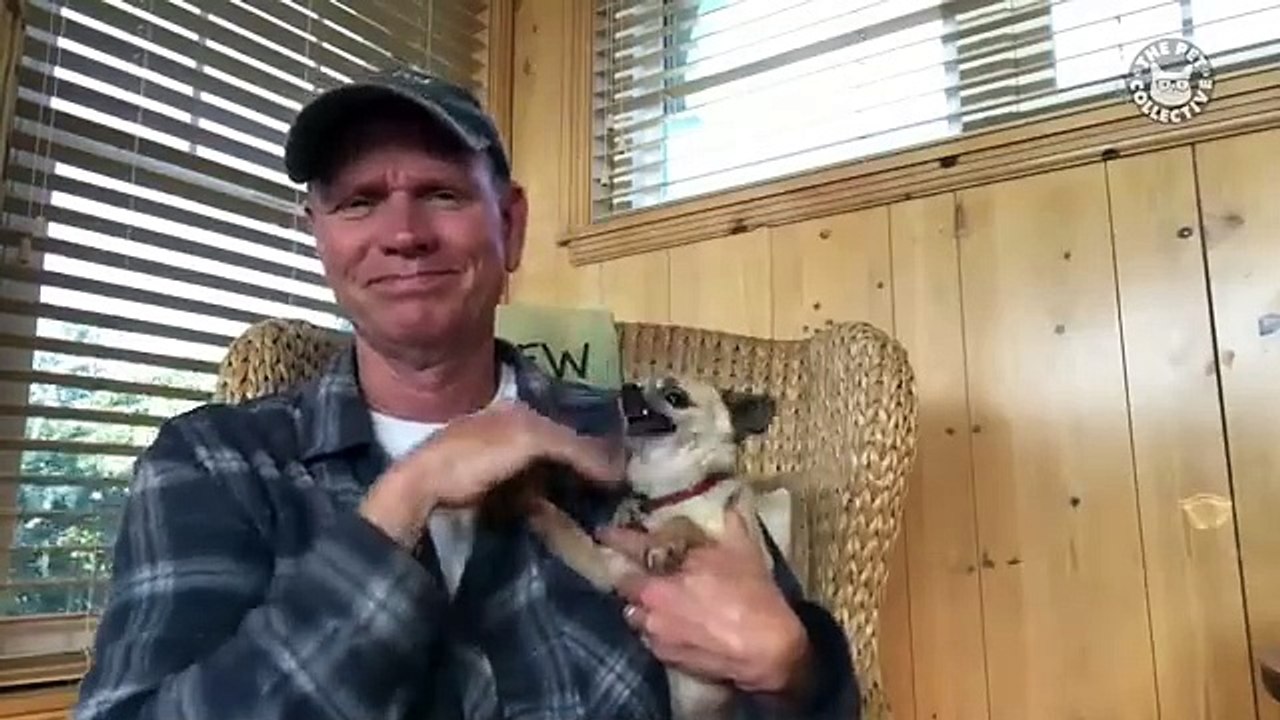 Angry Pets Compilation_ Funny Angry Pets of The Week _ The Pet ...