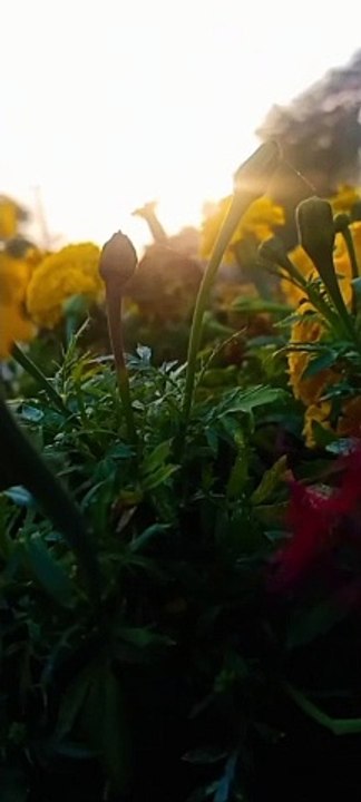 Flower - video Dailymotion