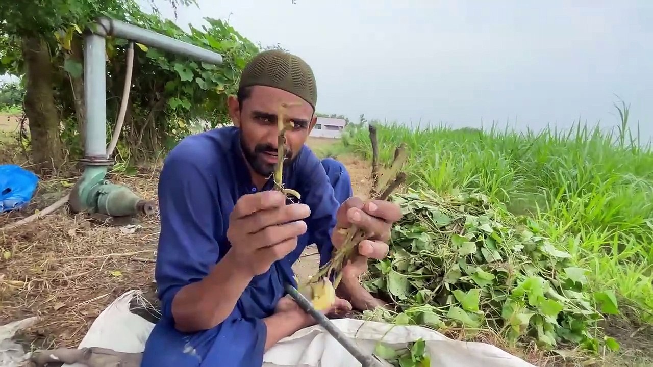 Alhamdulillah Shakarkandi laga di _ how to Grow Sweet Potatoes in ...