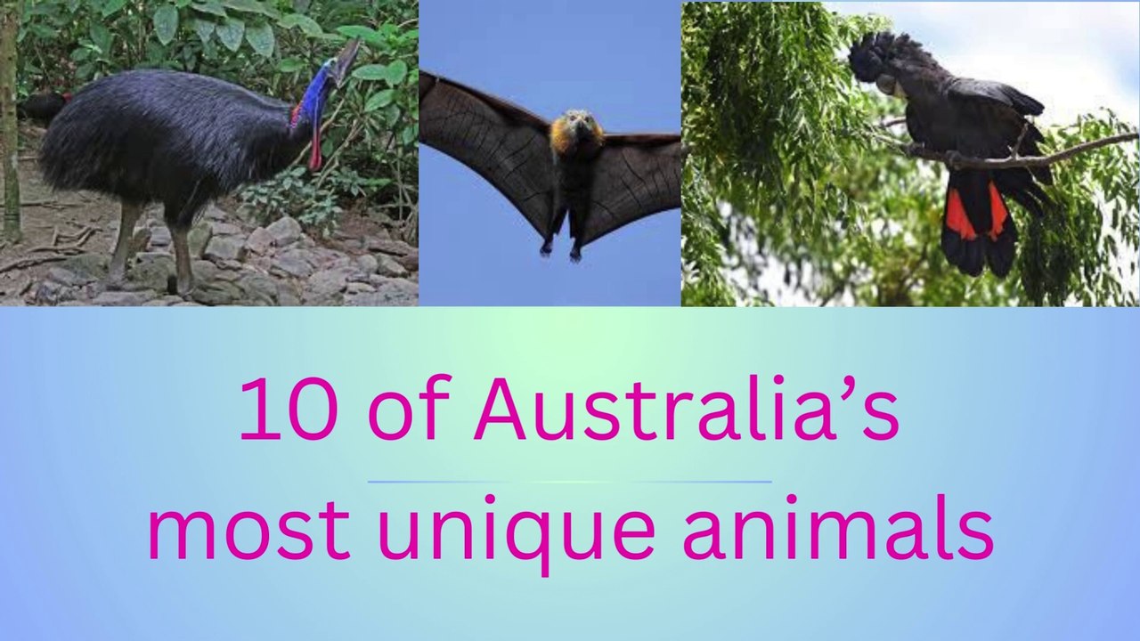 10 of Australia’s most unique animals - video Dailymotion