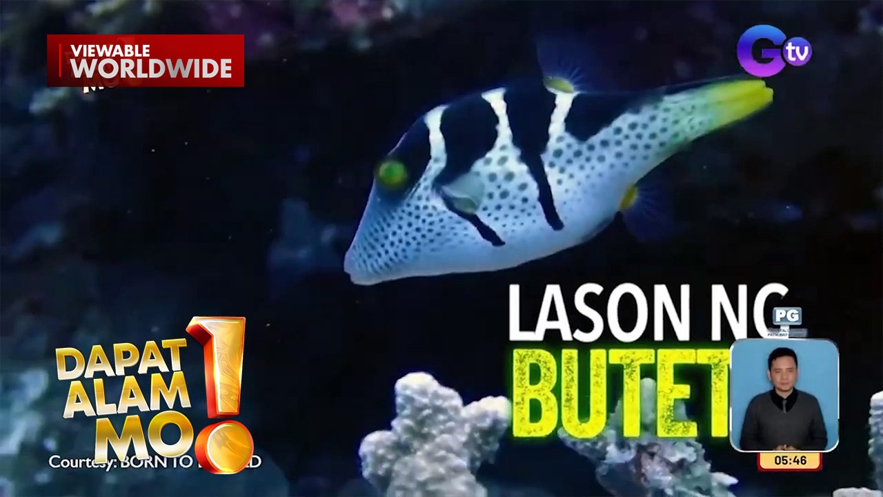 2 bata, nasawi dahil sa isang uri ng butete o puffer fish | Dapat Alam ...