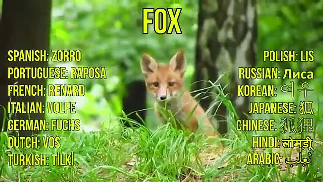 Wild_Animals_Names_and_Sounds_for_Kids_to_Learn___Learning_Wild_Animal ...