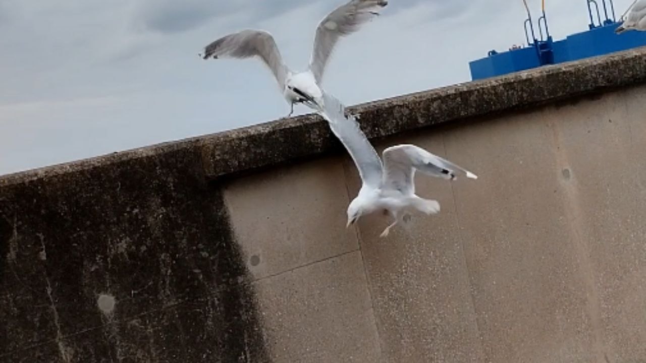 Seagull acts swiftly to save his friend from a fall on the riverbank ...