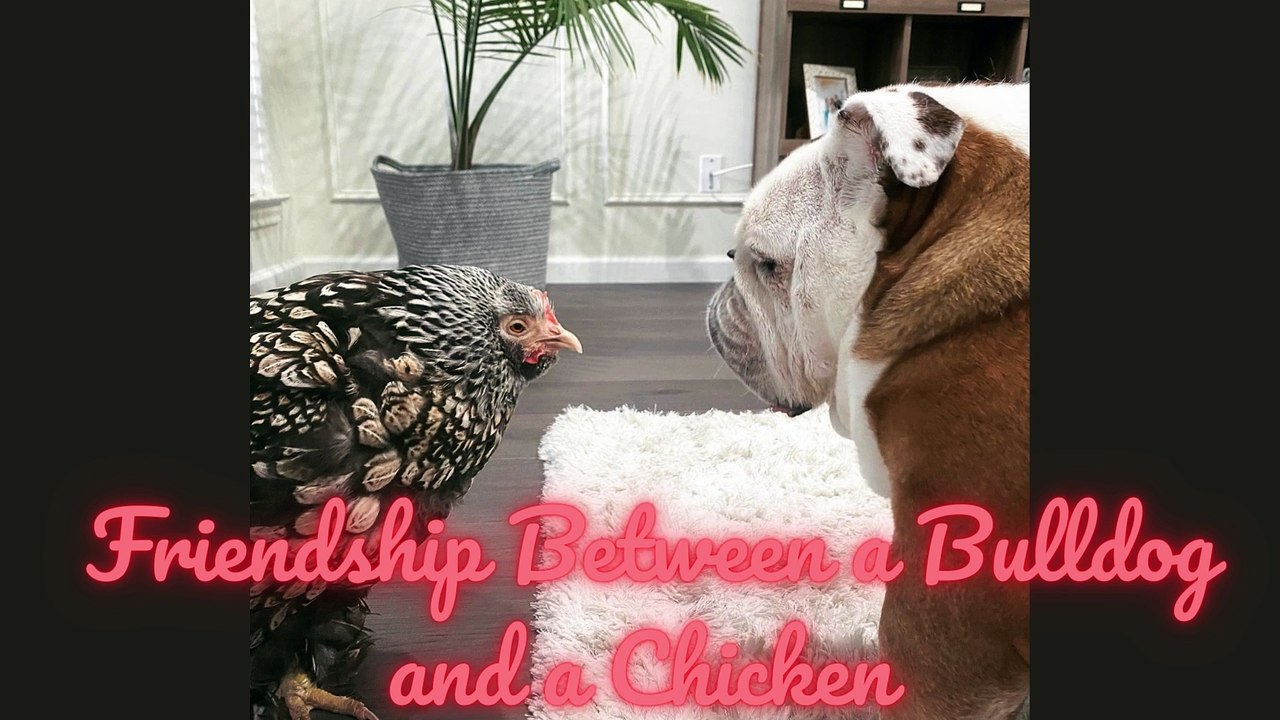 An Unlikely Duo: The Heartwarming Friendship Between a Bulldog and a ...