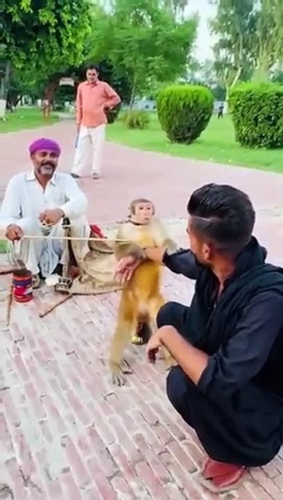 short_funny_video_monkey_ki_video_#funny_#environment(360p) - video ...