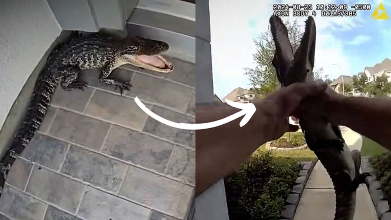 Texas police officer wrangles hissing alligator with bare hands - video ...