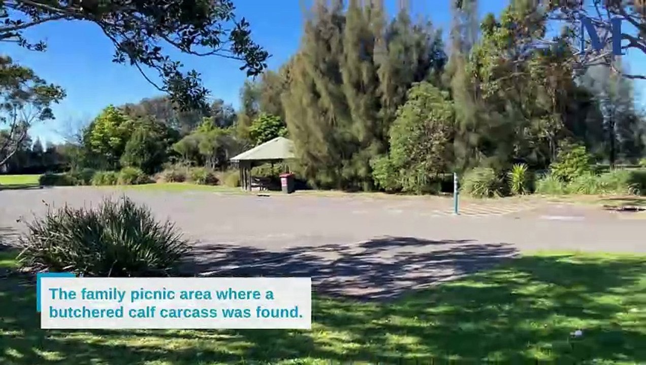 Calf carcass dumped at Kully Bay Park | August 25, 2024 | Illawarra ...