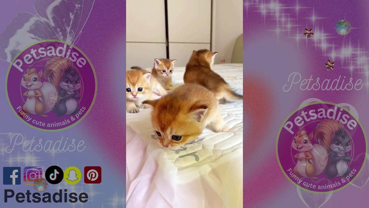 Tiny Kitten - BIG Meow! Sounds That Attract Cats Cute Baby Cat Meowing ...