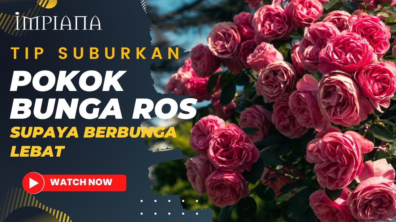 Tip Suburkan Pokok Bunga Ros Supaya Berbunga Lebat - Video Dailymotion