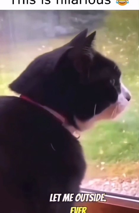 Funny animal voiceover - video Dailymotion