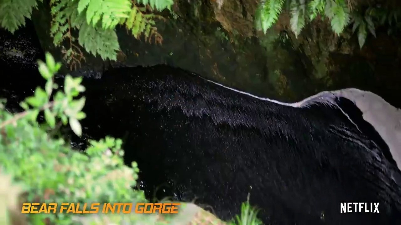 Bear_s WILDest Moments Animals on the Loose_ A You vs Wild Movie ...