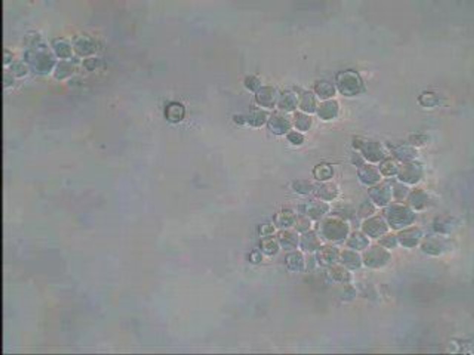 Observation de Levures au Microscope - Vidéo Dailymotion