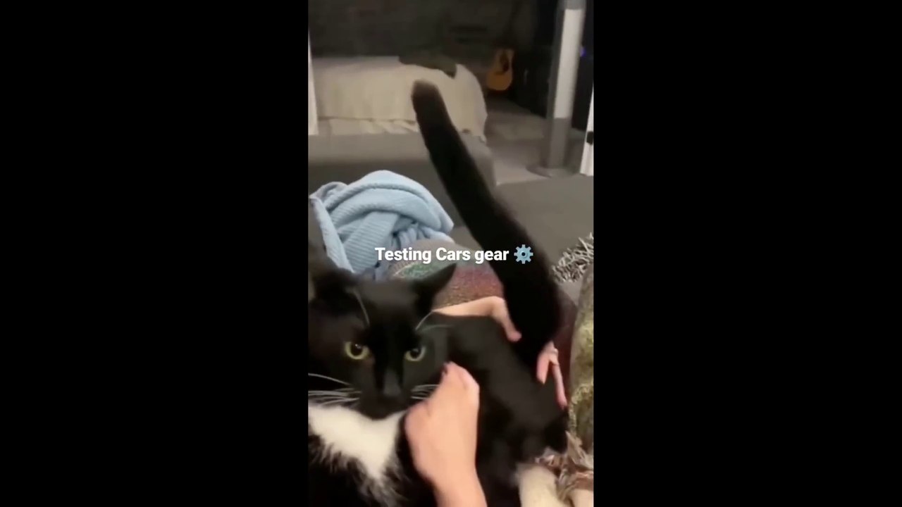 Mindless Moments: Cats with Zero Brain Activity - video Dailymotion