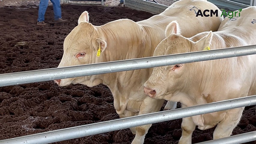 Top priced Charolais bull, Emerald Ag-Grow selling complex | Queensland ...