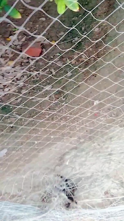 Rescue And Release Bird Maina | Injured Bird Rescue - video Dailymotion