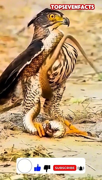 Eagle catches the snake but Eagle's life is in danger - video Dailymotion