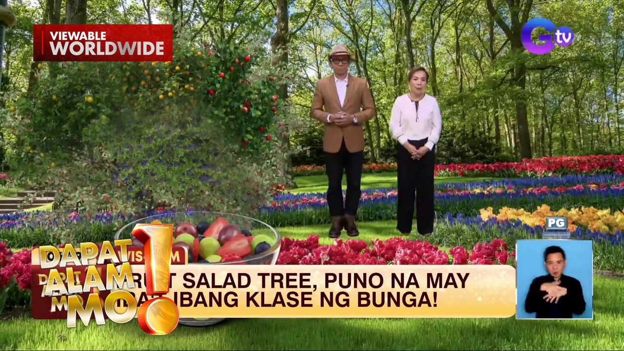 Isang uri ng puno, may iba’t ibang klase ng bunga?! | Dapat Alam Mo ...