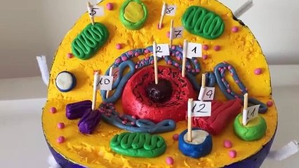 How to Make an A+ 3D Animal Cell Model by StarWarsFan21174 - Dailymotion