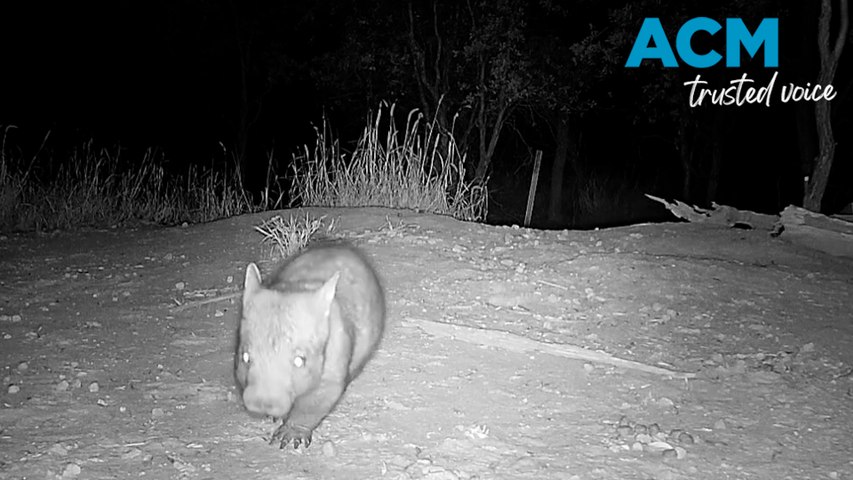 Critically endangered wombat spotted in Queensland | The Canberra Times ...