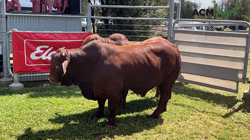 Bull top sells at Carnarvon Classic | Queensland Country Life | Queensland Country Life | QLD