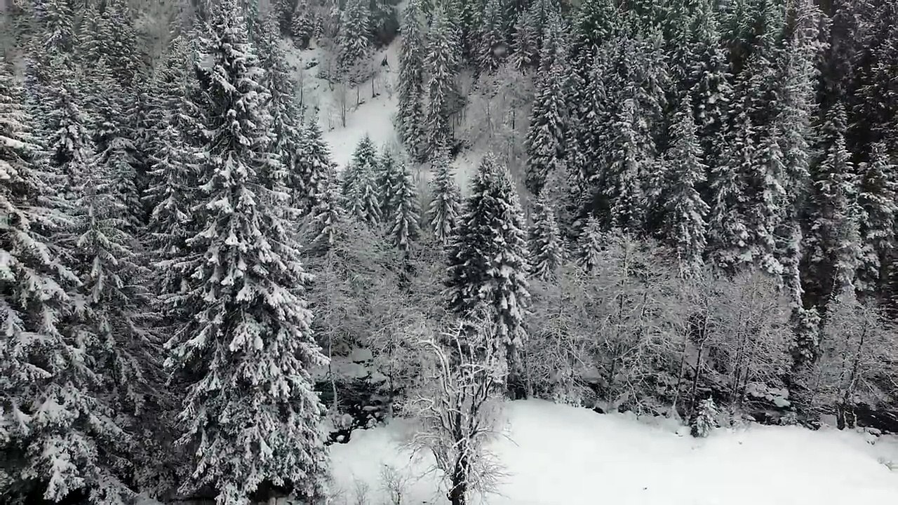 4k Video Of Snow Fall | Snow On Tree Beautiful Scene | Natural scene ...