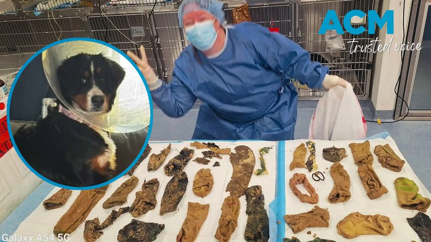 Barking mad! Vets find 44 objects inside dog's stomach including 24 ...