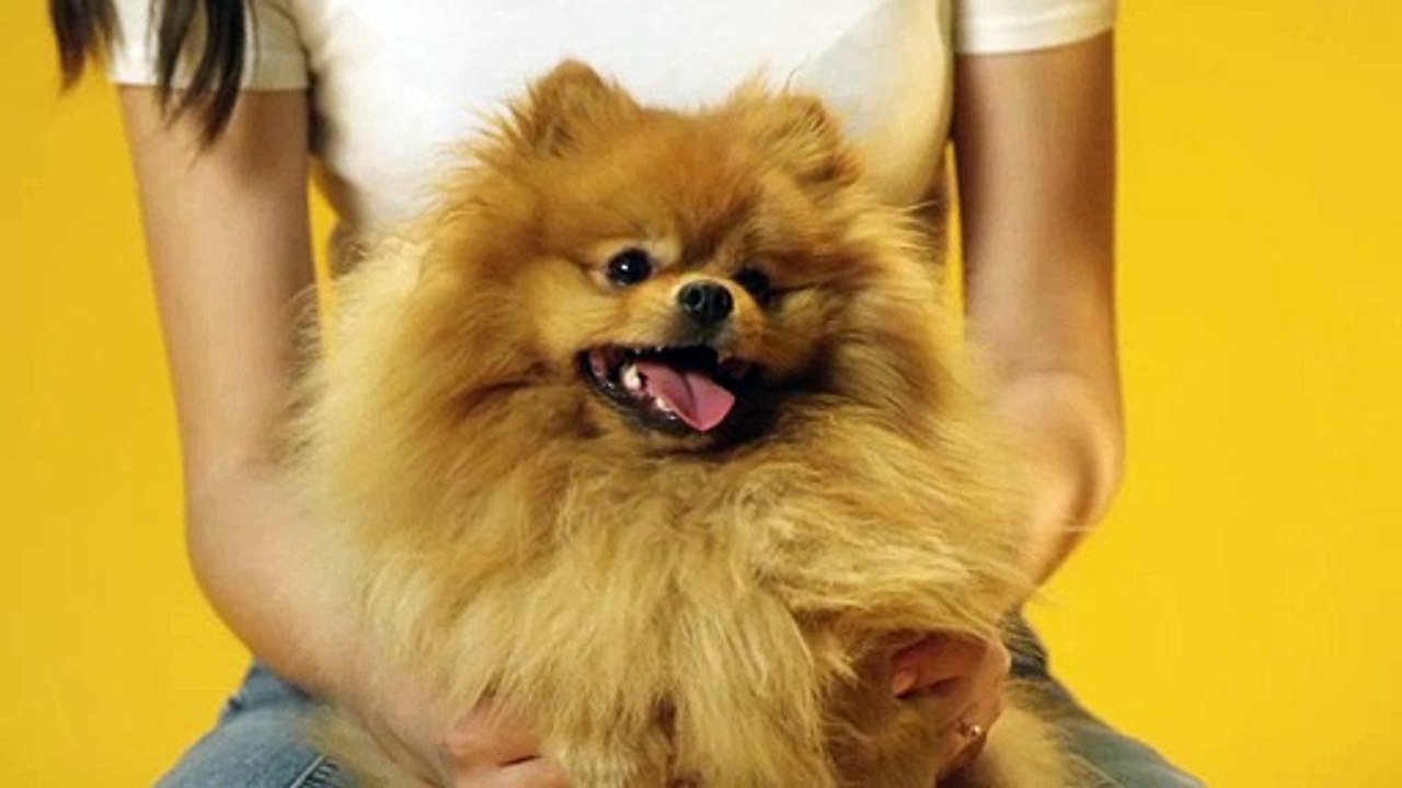 Meet the Cutest Pomeranian Puppy! 🐶💖 A Bundle of Fluffy Joy - video ...