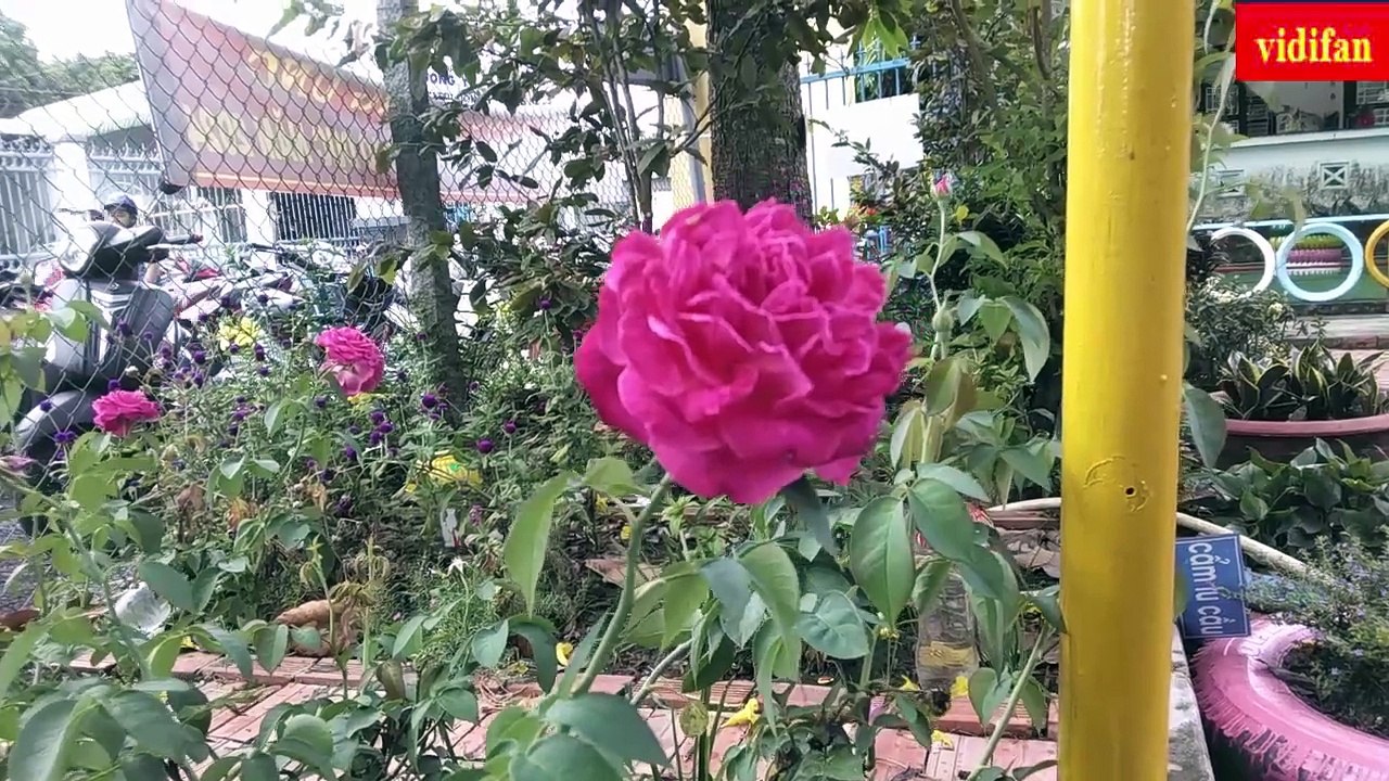 Rose Flower - video Dailymotion