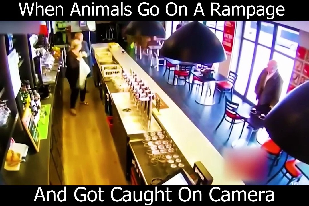 When Animals Go On A Rampage On Camera - video Dailymotion