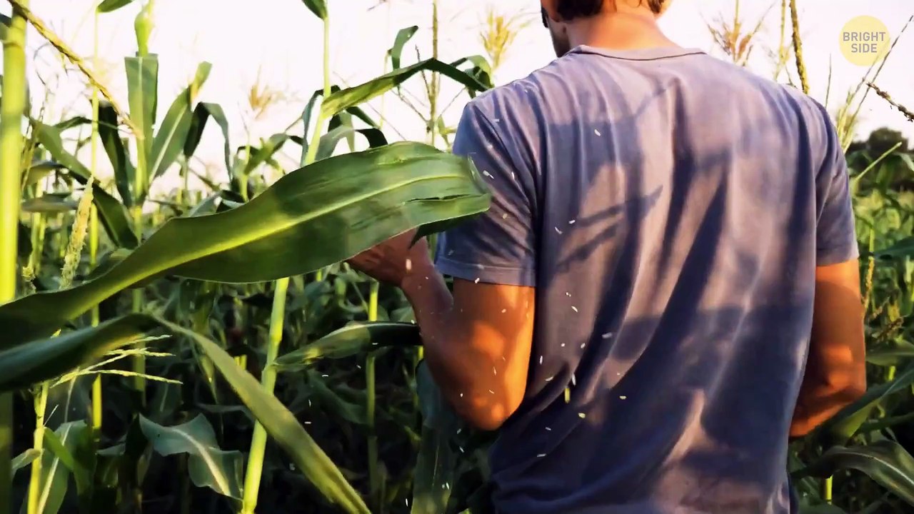 A Ship Missing for 132 Years Found Under a Cornfield - video Dailymotion