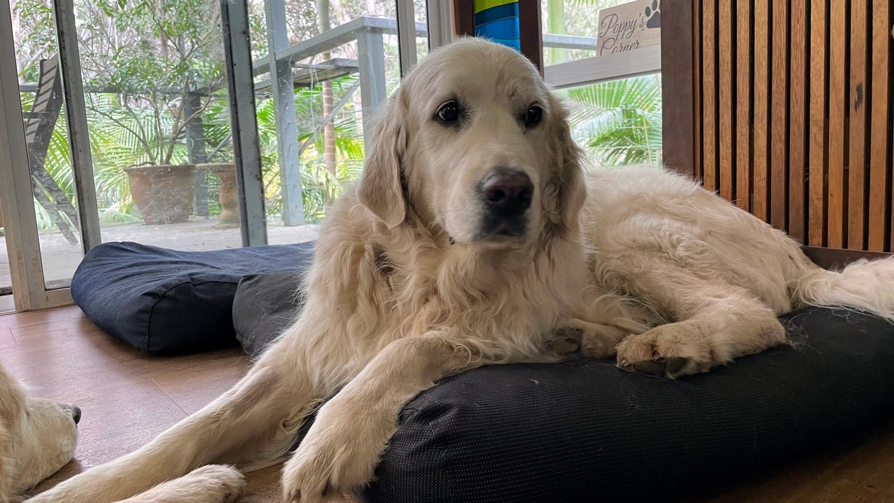 Team Golden Oldies give senior dogs a new 'leash' on life - video ...