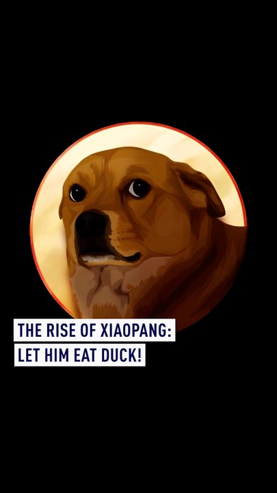 The Rise of XiaoPang: China’s Viral Dog Sensation - video Dailymotion
