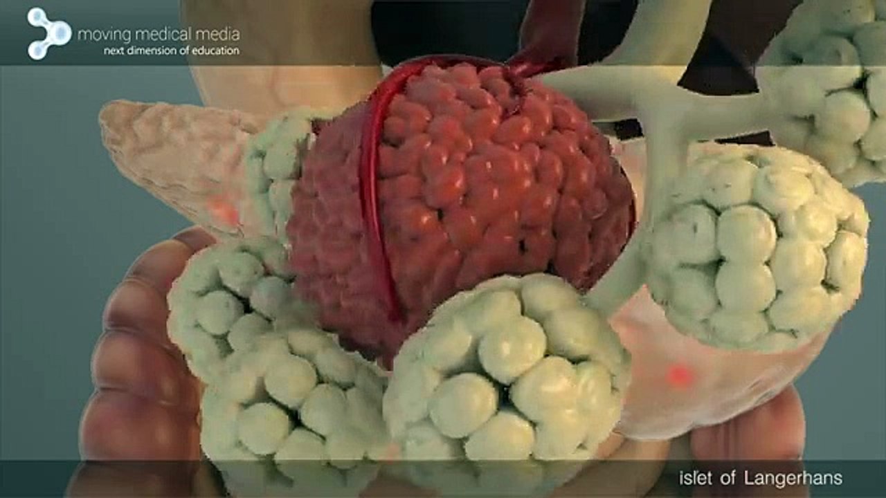 Insulin synthesis and mechanism of action - 3D Animation - video ...