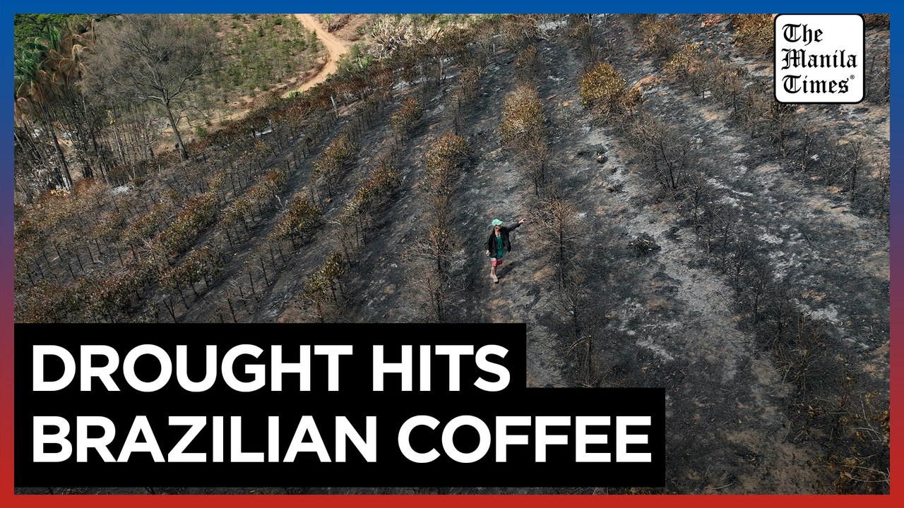 Brazil drought punishes coffee farms and threatens to push prices even ...