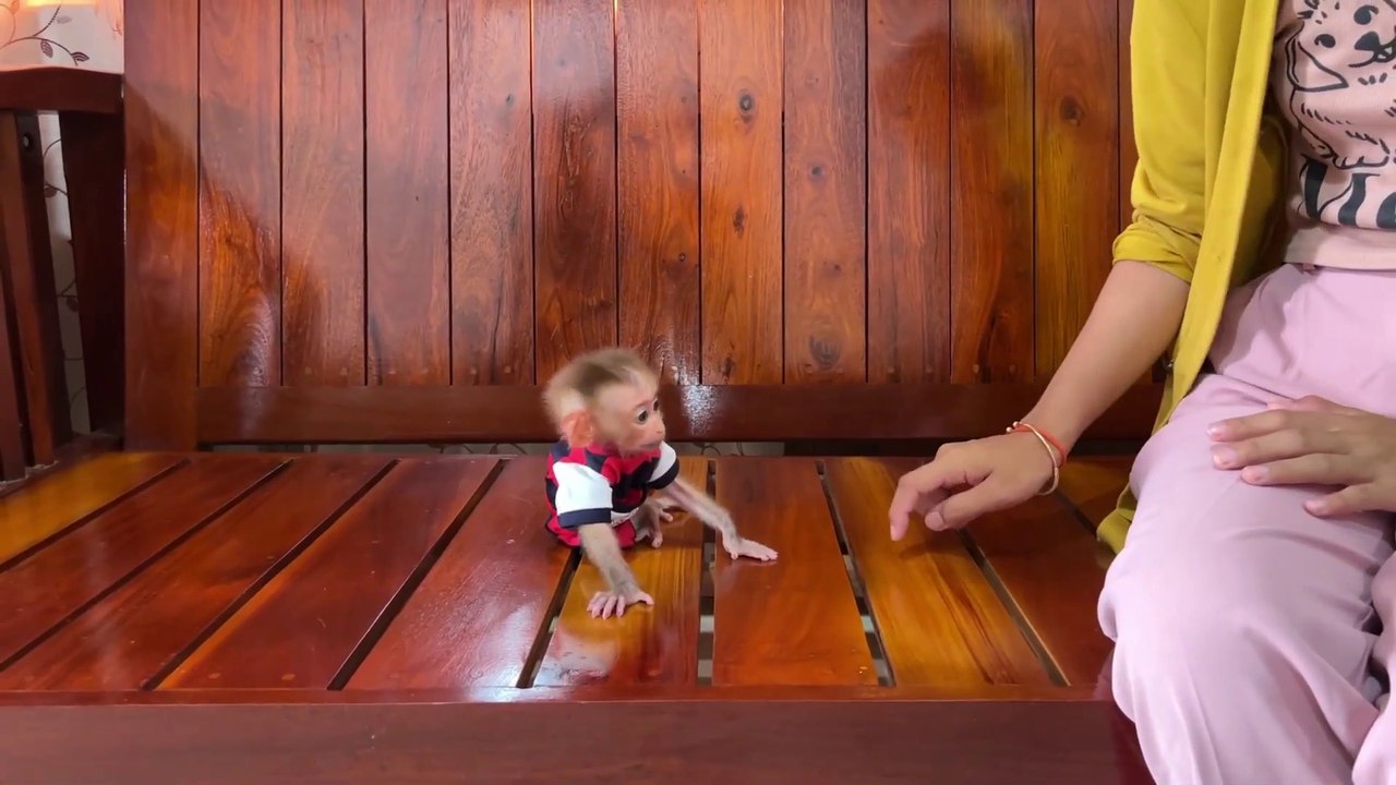 Cute Baby Monkey Playing | Adorable Baby Monkey Video 2024 - video ...