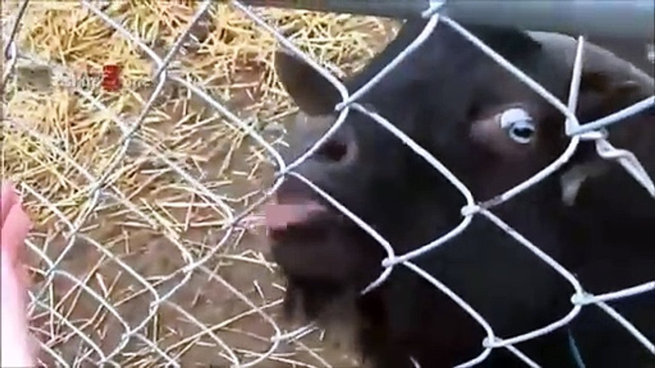 Top 10 Funny Goat Funniest Goats [BEST OF] (1) - video Dailymotion