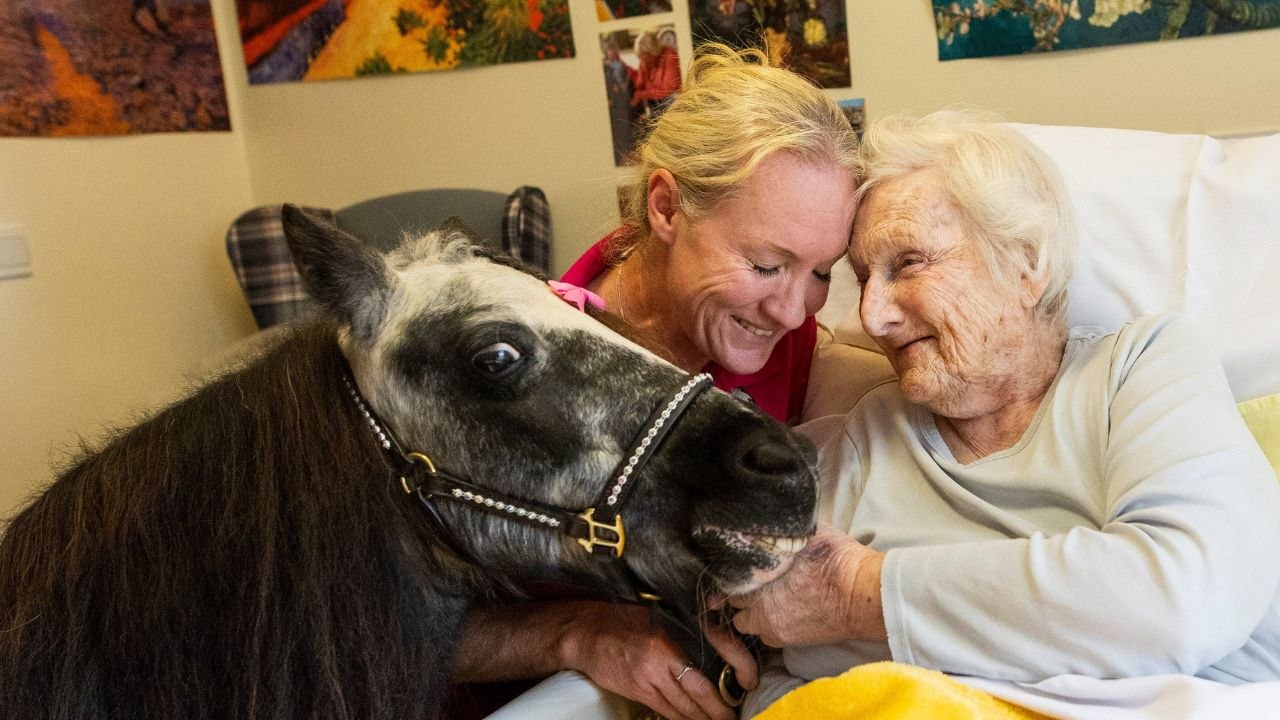 Meet mini ponies touring hospitals and schools to give therapeutic ...