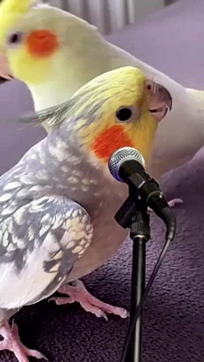 Parrot singing - video Dailymotion